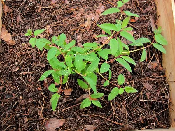 Honeysuckle Bakcharskaya Jubilee: mô tả đa dạng, ảnh, đánh giá 7498_9