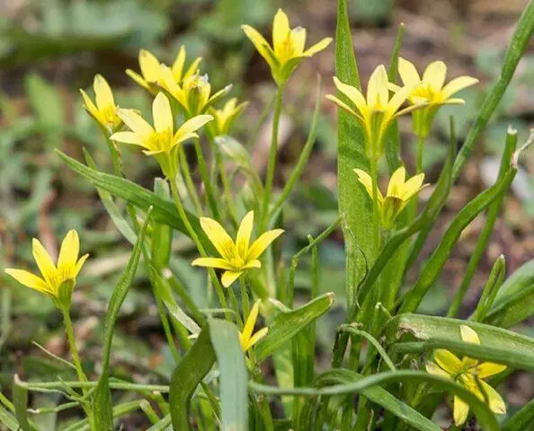 Cebola de ganso (snowdrop amarelo): descrición e foto da planta, características distintivas 74_1