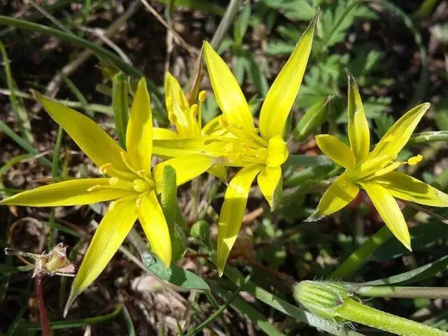 Cebola de ganso (snowdrop amarelo): descrición e foto da planta, características distintivas 74_10