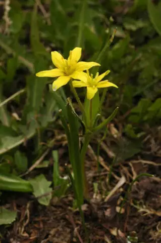 Mga sibuyas sa gansa (dalag nga snowdrop): paghulagway ug litrato sa tanum, managlahi nga mga dagway 74_11