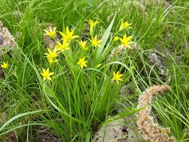 Cebola de ganso (snowdrop amarelo): descrición e foto da planta, características distintivas 74_13