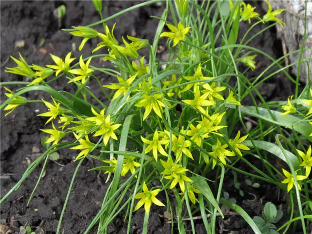 Cebola de ganso (snowdrop amarelo): descrición e foto da planta, características distintivas 74_14