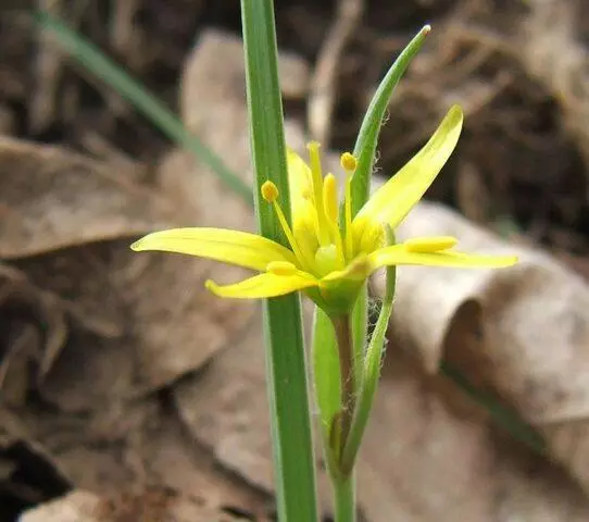 Cebola de ganso (snowdrop amarelo): descrición e foto da planta, características distintivas 74_3