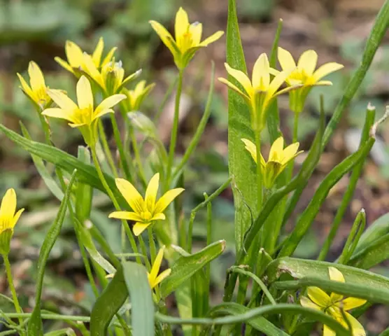 Cebola de ganso (snowdrop amarelo): descrición e foto da planta, características distintivas 74_4