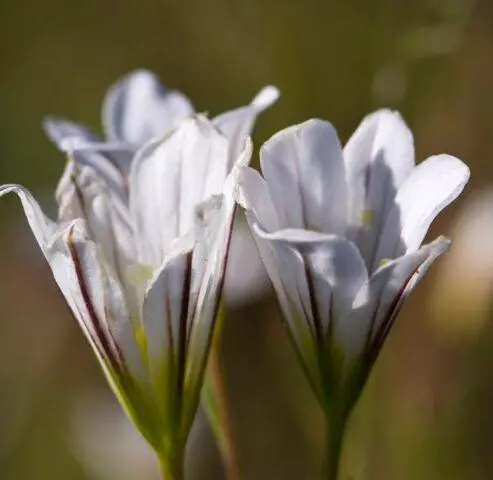 Ceapă de gâscă (ghiocel galben): descriere și fotografie a plantei, trăsături distinctive 74_5