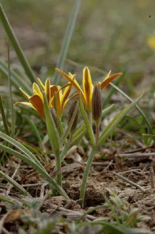 Mga sibuyas sa gansa (dalag nga snowdrop): paghulagway ug litrato sa tanum, managlahi nga mga dagway 74_6