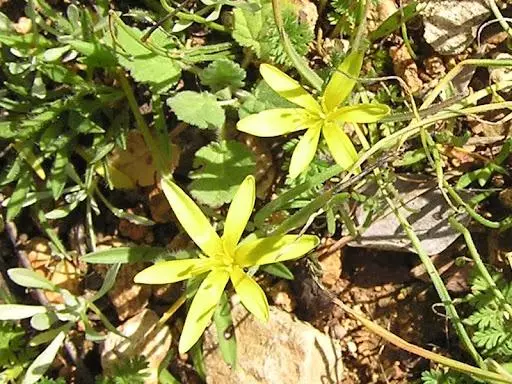 Cebola de ganso (snowdrop amarelo): descrición e foto da planta, características distintivas 74_7