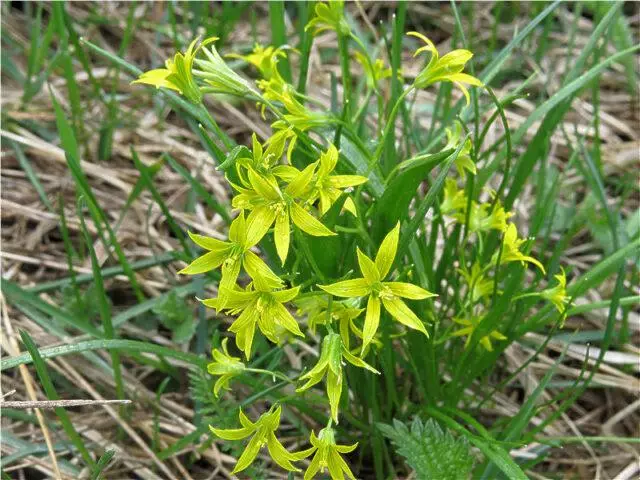 Cebola de ganso (snowdrop amarelo): descrición e foto da planta, características distintivas 74_9