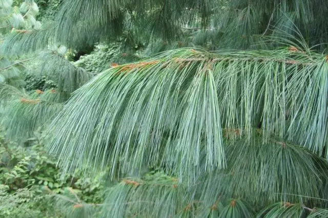 Pinus Himalaya: penerangan, penanaman dan penjagaan, foto 7503_2