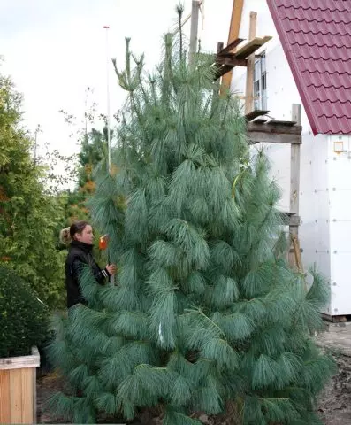 Pinus Himalaya: penerangan, penanaman dan penjagaan, foto 7503_5