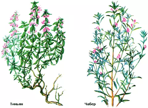 Savory and thyme (thyme): cad é an difríocht, grianghraf 7512_1