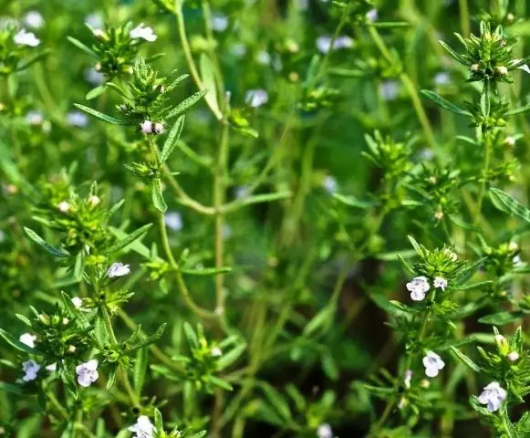 Savory and thyme (thyme): what is the difference, photo 7512_2