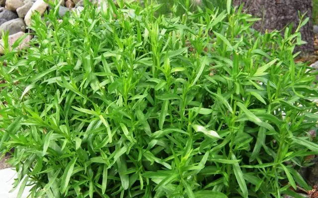 Grass Tarragon (Tarragon): tiştê ku jê re cûda tê gotin, ew çawa xuya dike, danasîn, wêne, meriv çawa di çêkirina xwarinê de, di parastinê de bikar tîne 7517_1