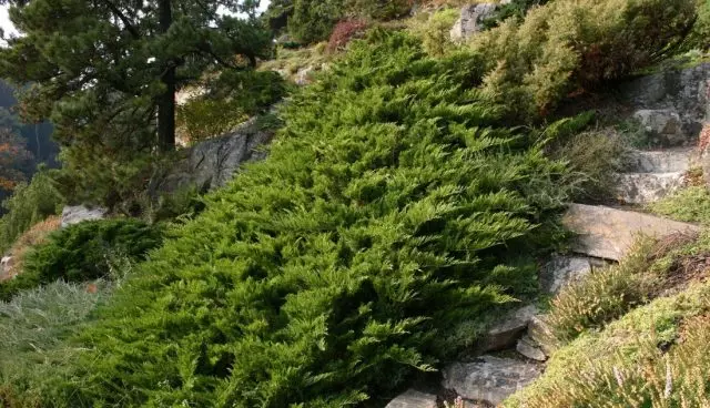 Juniper Tamariscifolia (Tamariscifolia): faʻamatalaga, totoina ma le tausiga, ata 7530_1