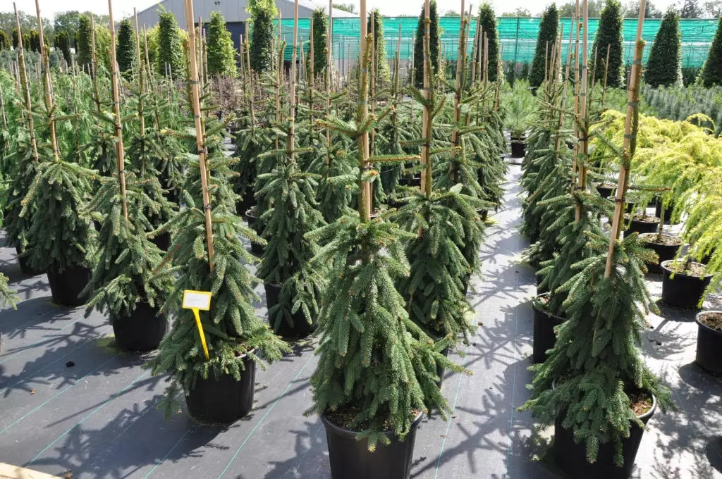 Spruce Canadian: Maygold, Densata, Yalako Gold, Laurin, Piccolo 7531_14