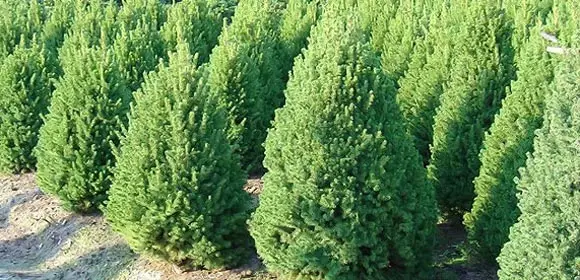 Spruce Canadian: Maygold, Densata, Yalako Kub, Laurin, Piccolo 7531_3