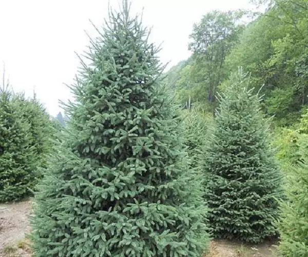 Spruce Canadian: Maygold, Densata, Yalako Gold, Laurin, Piccolo 7531_8