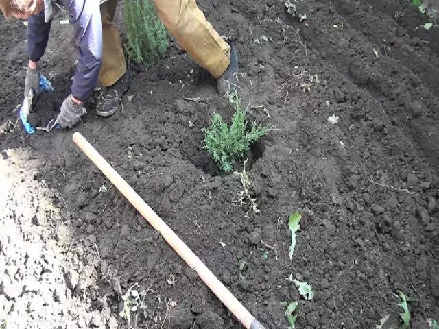 Хвойна през есента и зимата: засаждане, подрязване, грижи, подслон 7532_2