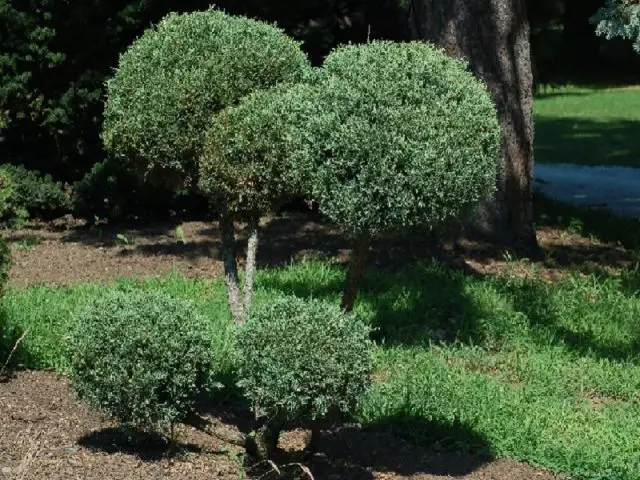 Ginebre a la tardor i hivern: plantació, poda, cura, refugi 7532_3