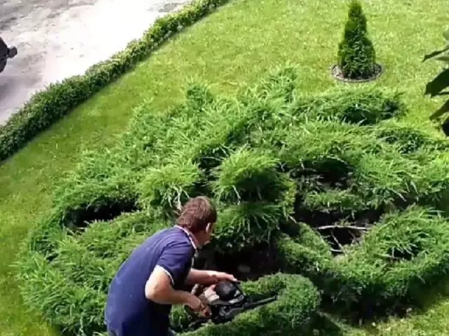 Ginebre a la tardor i hivern: plantació, poda, cura, refugi 7532_5