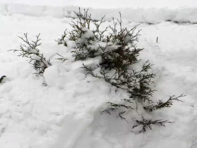 Enebær om høsten og vinteren: planting, beskjæring, omsorg, ly 7532_7