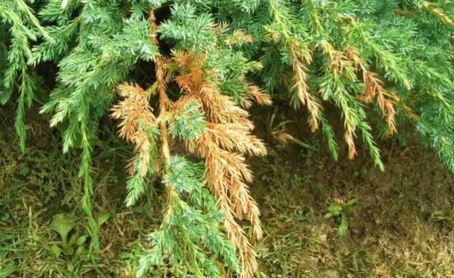 Juniper geschubd Blue Carpet (Blue Carpet): beschrijving, planten en verzorgen, foto 7533_11