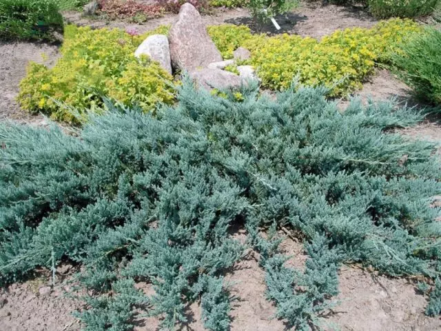 Juniper geschubd Blue Carpet (Blue Carpet): beschrijving, planten en verzorgen, foto 7533_14