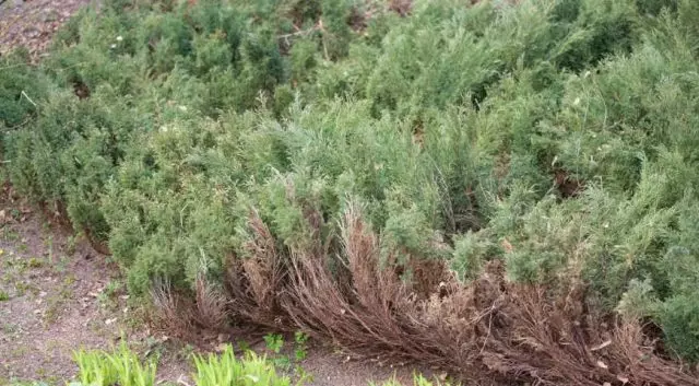 Permaidani Biru bersisik Juniper (Permaidani Biru): penerangan, penanaman dan penjagaan, foto 7533_16