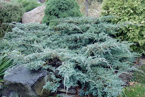 Permaidani Biru bersisik Juniper (Permaidani Biru): penerangan, penanaman dan penjagaan, foto 7533_5