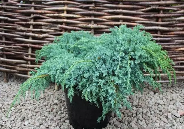 Juniper scaly Blue Carpet (Karpet Biru): deskripsi, penanaman dan perawatan, foto 7533_6