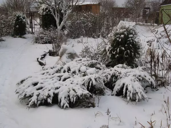 Juniper geschubd Blue Carpet (Blue Carpet): beschrijving, planten en verzorgen, foto 7533_8