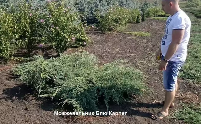 Juniper geschubd Blue Carpet (Blue Carpet): beschrijving, planten en verzorgen, foto 7533_9