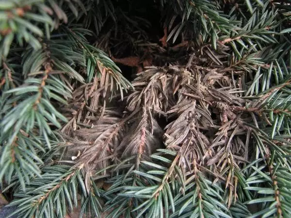 I-Thuja isongelwe (enkulu, i-thuja plicata): ukutyala kunye nokunyamekela, iifoto kuyilo lwe-landscape 7547_12