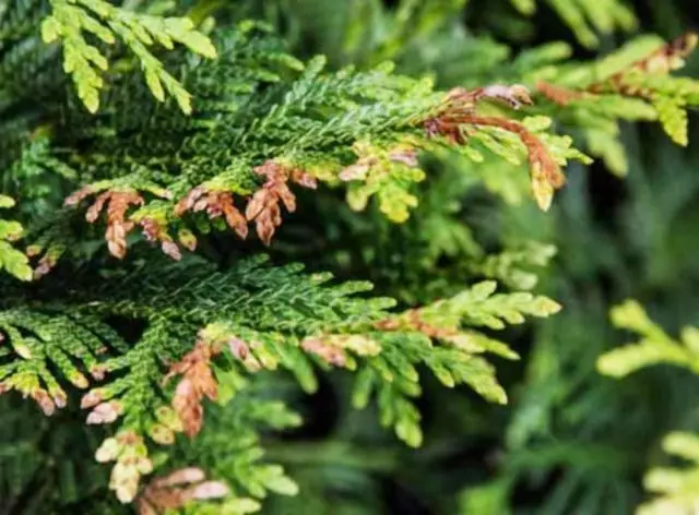 Thuja foldet (kæmpe, thuja plicata): plantning og pleje, fotos i landskabsdesign 7547_13