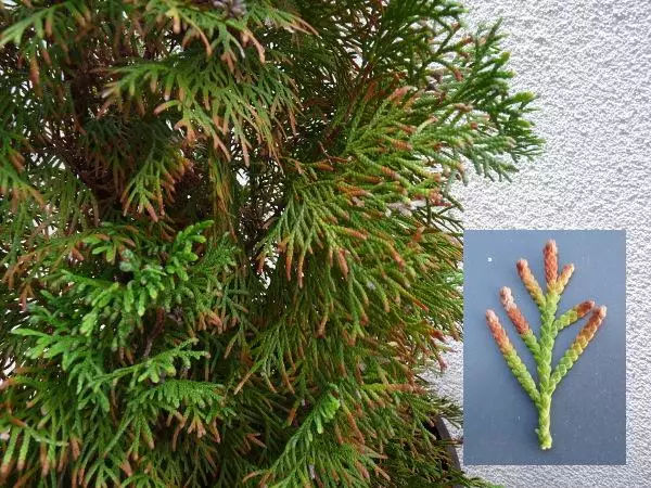 Thuja mitwija (ġgant, thuja plicata): tħawwil u kura, ritratti fid-disinn tal-pajsaġġ 7547_14