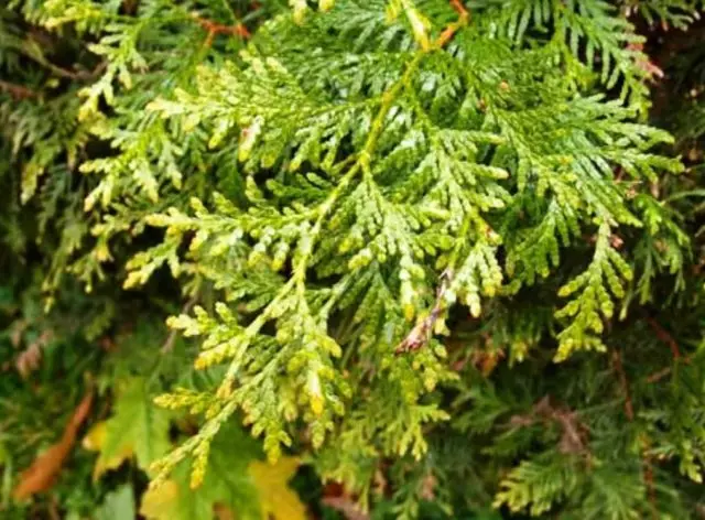 Thuja e palosur (gjigante, thuja plicata): mbjellje dhe kujdes, fotografi në dizajnin e peizazhit 7547_15