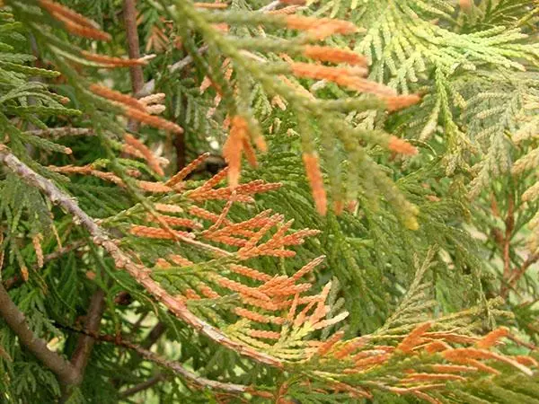 Thuja бүктөлгөн (гигант, thuja plicata): отургузуу жана сактоо, пейзаж дизайнындагы сүрөттөр 7547_16