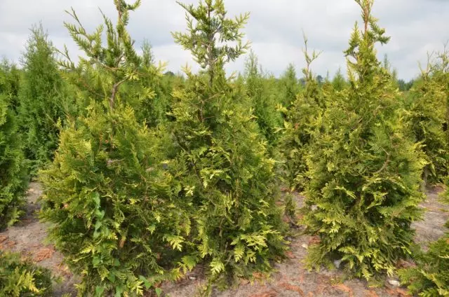 Thuja plegada (gigante, thuja plicata): plantación y cuidado, fotos en diseño de paisaje 7547_18