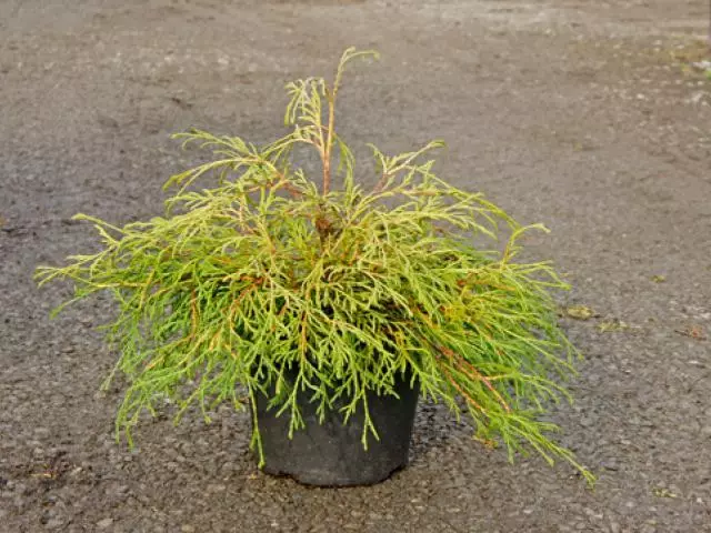 Thuja waa laalaabmay (weyne, thuja plicata): beeritaanka iyo daryeelka, sawirrada qaabeynta muuqaalka 7547_2