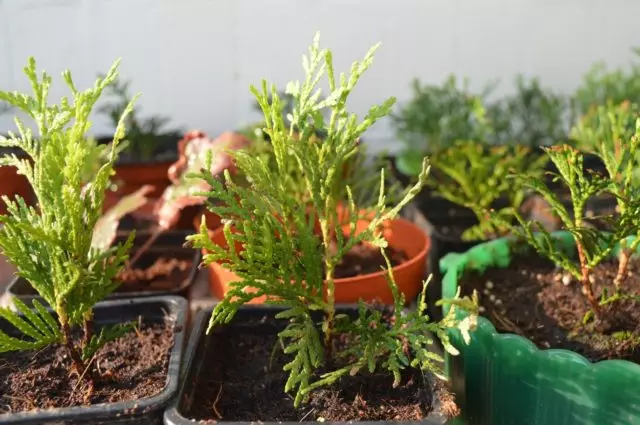 Thuja gevouwen (reus, thuja plicata): planten en verzorgen, foto's in landschapsontwerp 7547_24