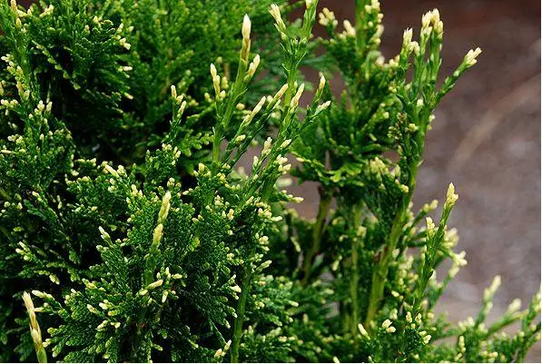 Thuja מקופל (ענק, thuja plicata): שתילה וטיפול, תמונות בעיצוב נוף 7547_3