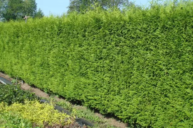 Thuja gevouwen (reus, thuja plicata): planten en verzorgen, foto's in landschapsontwerp 7547_4