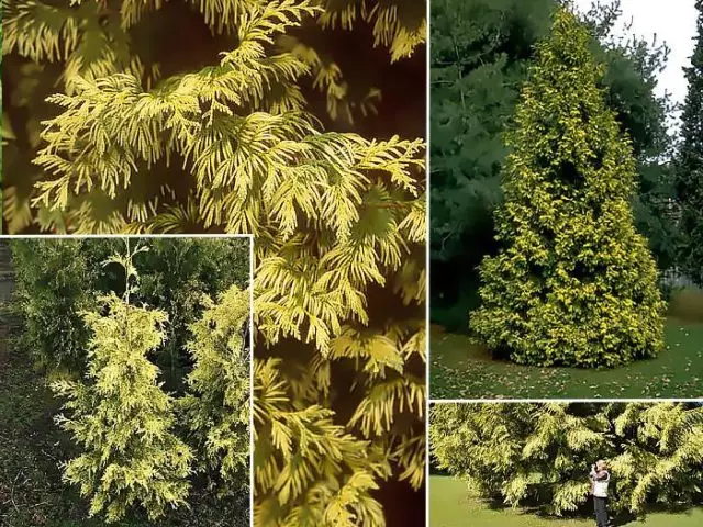 Thuja gevouwen (reus, thuja plicata): planten en verzorgen, foto's in landschapsontwerp 7547_6