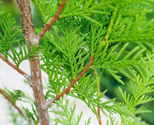 Thuja нугалав (аварга том, thuja plicata): тарих, арчлах, ландшафтын дизайны зураг 7547_7