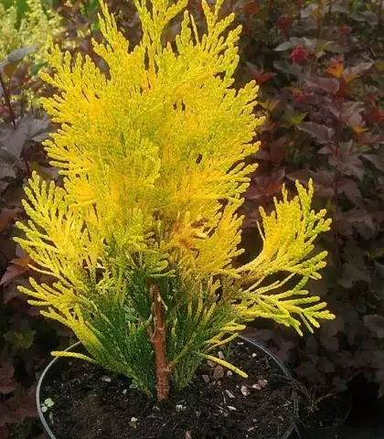 Thuja gevouwen (reus, thuja plicata): planten en verzorgen, foto's in landschapsontwerp 7547_8