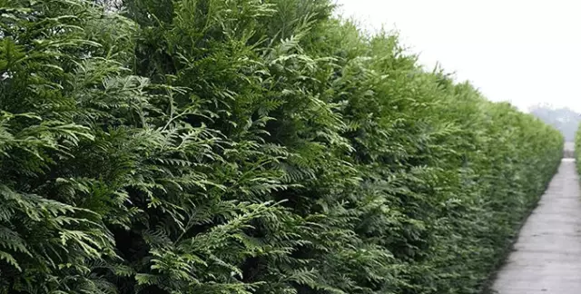 I-Thuja isongelwe (enkulu, i-thuja plicata): ukutyala kunye nokunyamekela, iifoto kuyilo lwe-landscape 7547_9