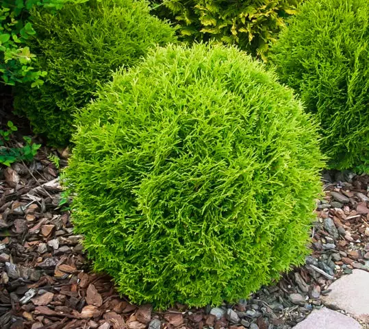 Thuja Hoseri bophirima (Hoseri): ho lema le ho hlokomela, ho lema, linepe tsa boqapi ba naha 7549_1