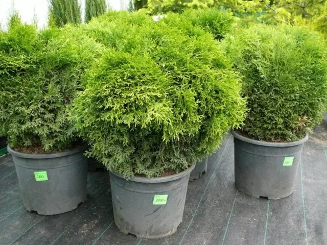 Thuja Hoseri iwọ -oorun (Hoseri): gbingbin ati itọju, ogbin, awọn fọto ni apẹrẹ ala -ilẹ 7549_3