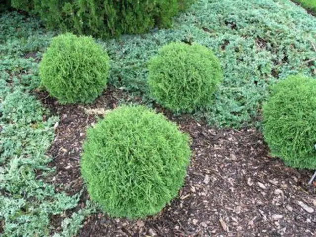 Thuja Hoseri western (Hoseri): sajenje in nega, gojenje, fotografije v krajinskem oblikovanju 7549_4