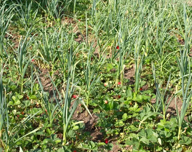 Dan kinne jo yn 'e hjerst aardbeien plantsje.